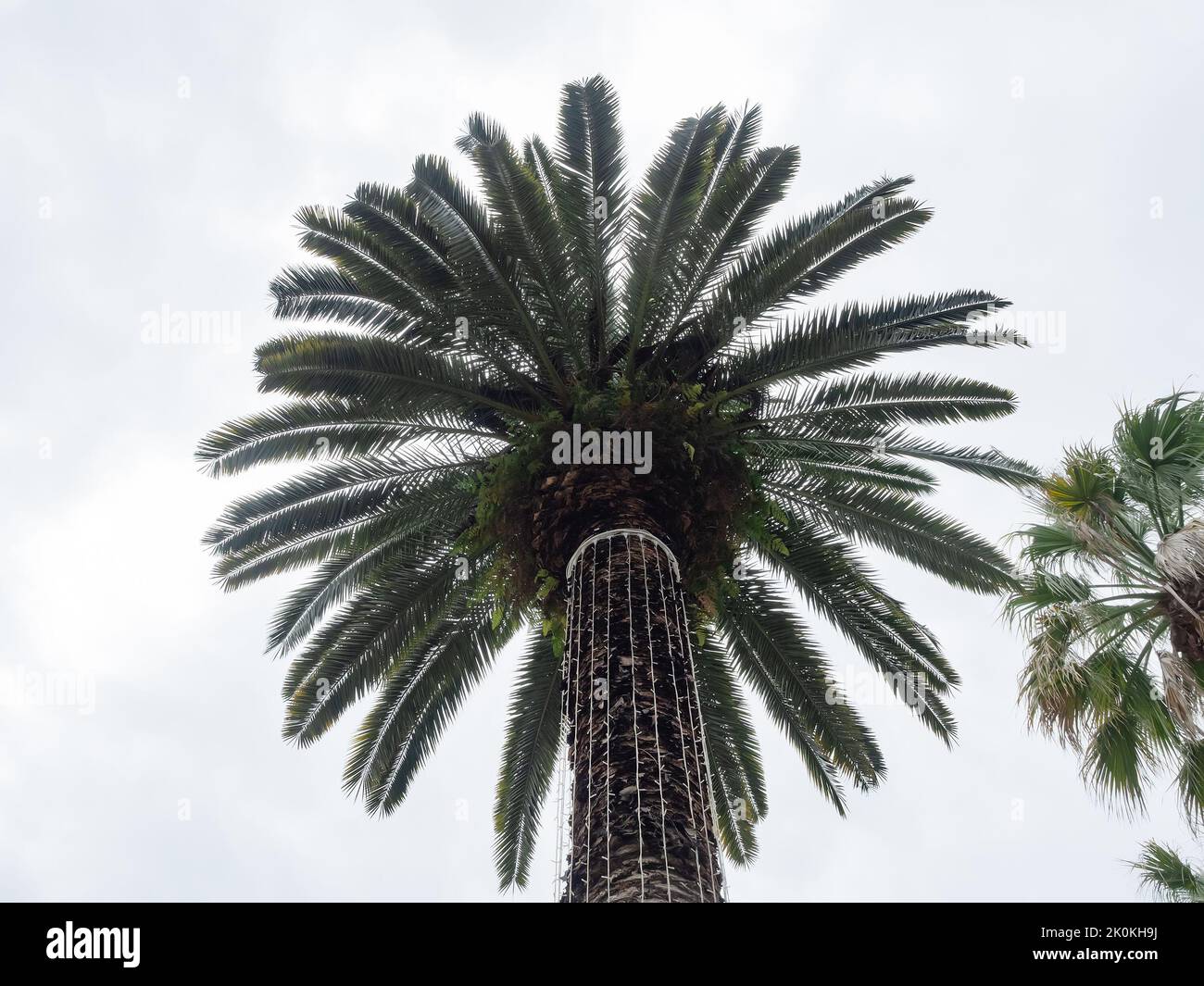 Bottom view palm tree hi-res stock photography and images - Alamy