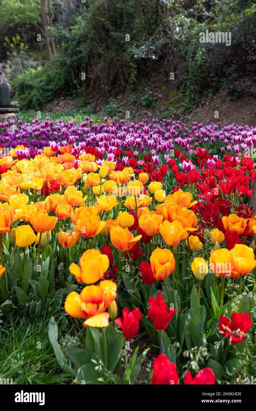 colorful flowers background in spring , background for post card Stock ...