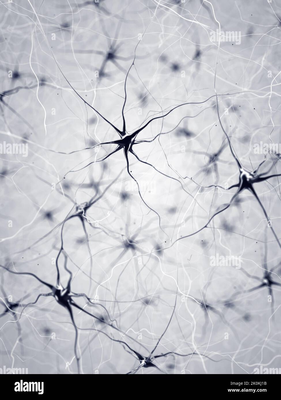 Neurons also known as neurones or nerve cells. The neurons transmit ...