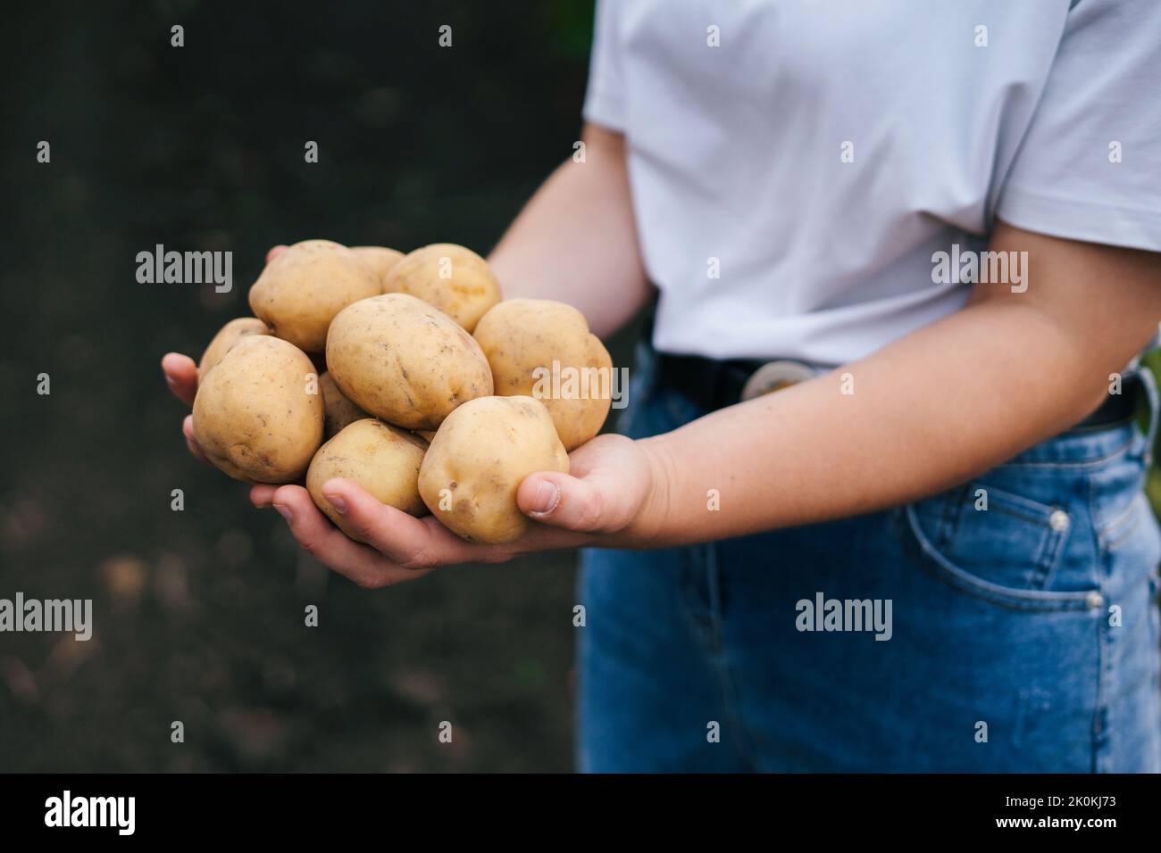 A closeup portrait of a farmer's hands holding a bunch of potatoes at the blurred background ...