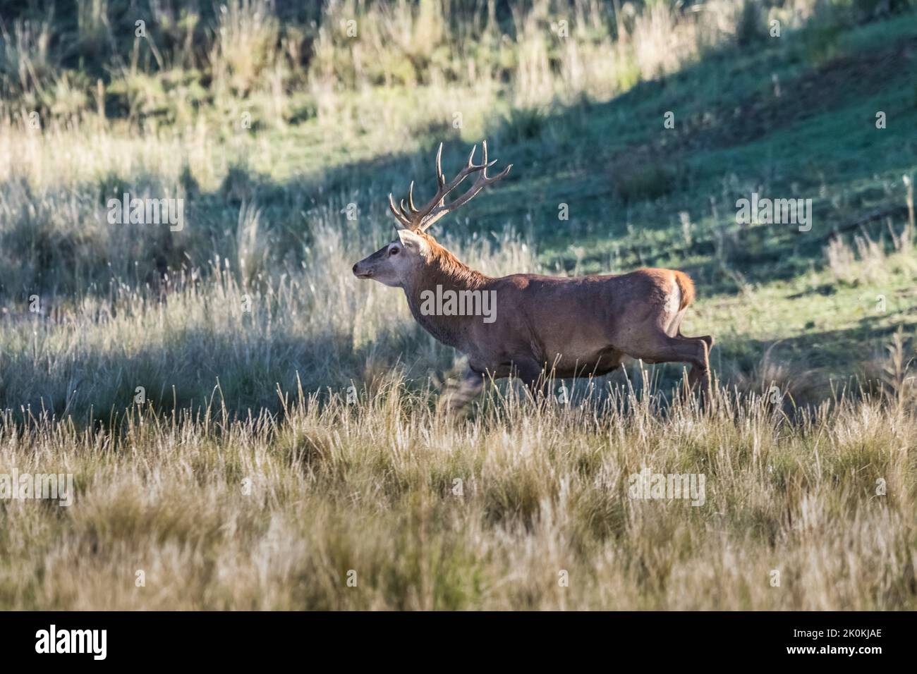 Marsh deer in Pantanal forest environment, Pantanal , Mato Grosso ...