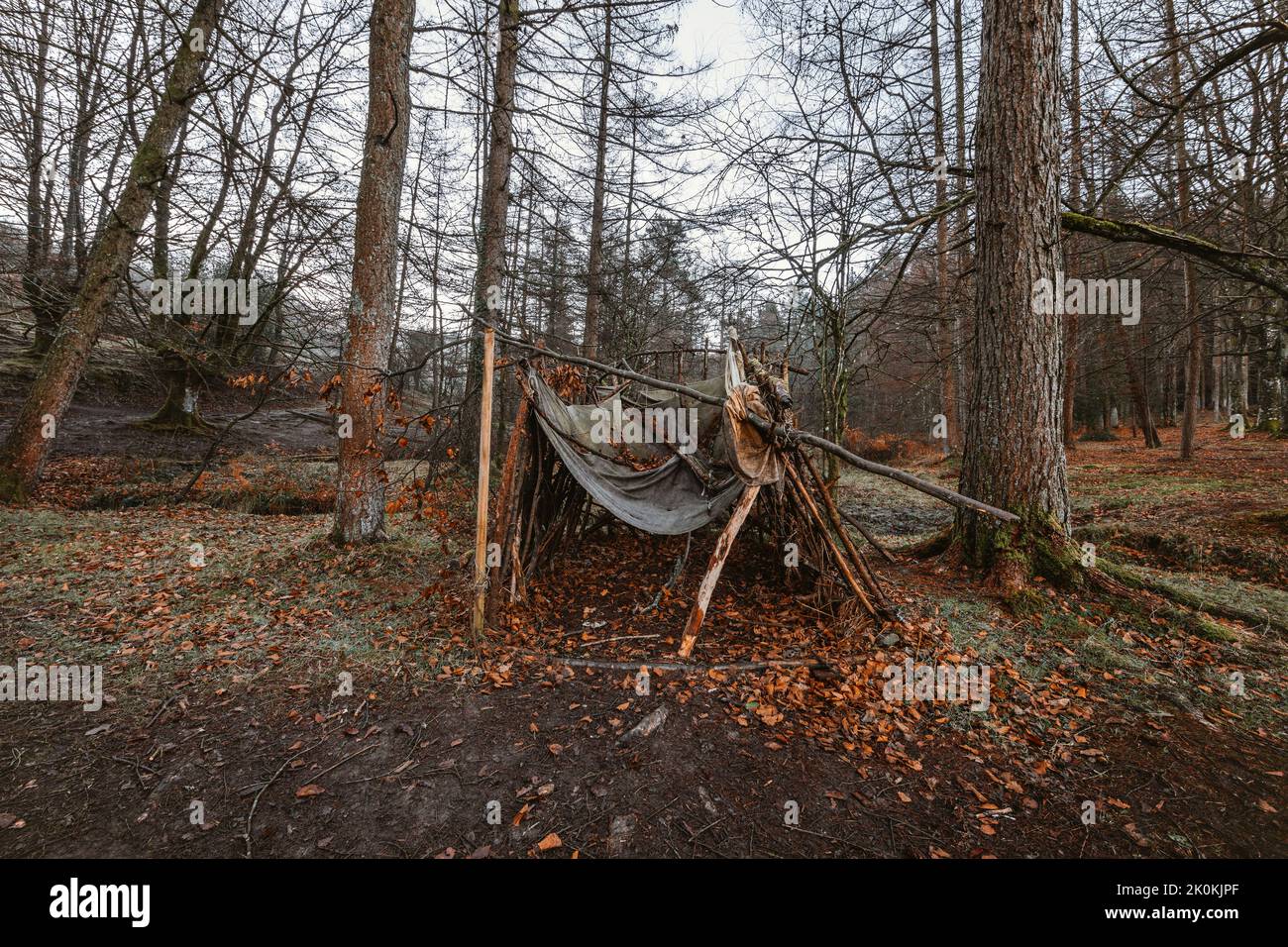 Abandoned cabin in the middle of the forest Stock Photo - Alamy