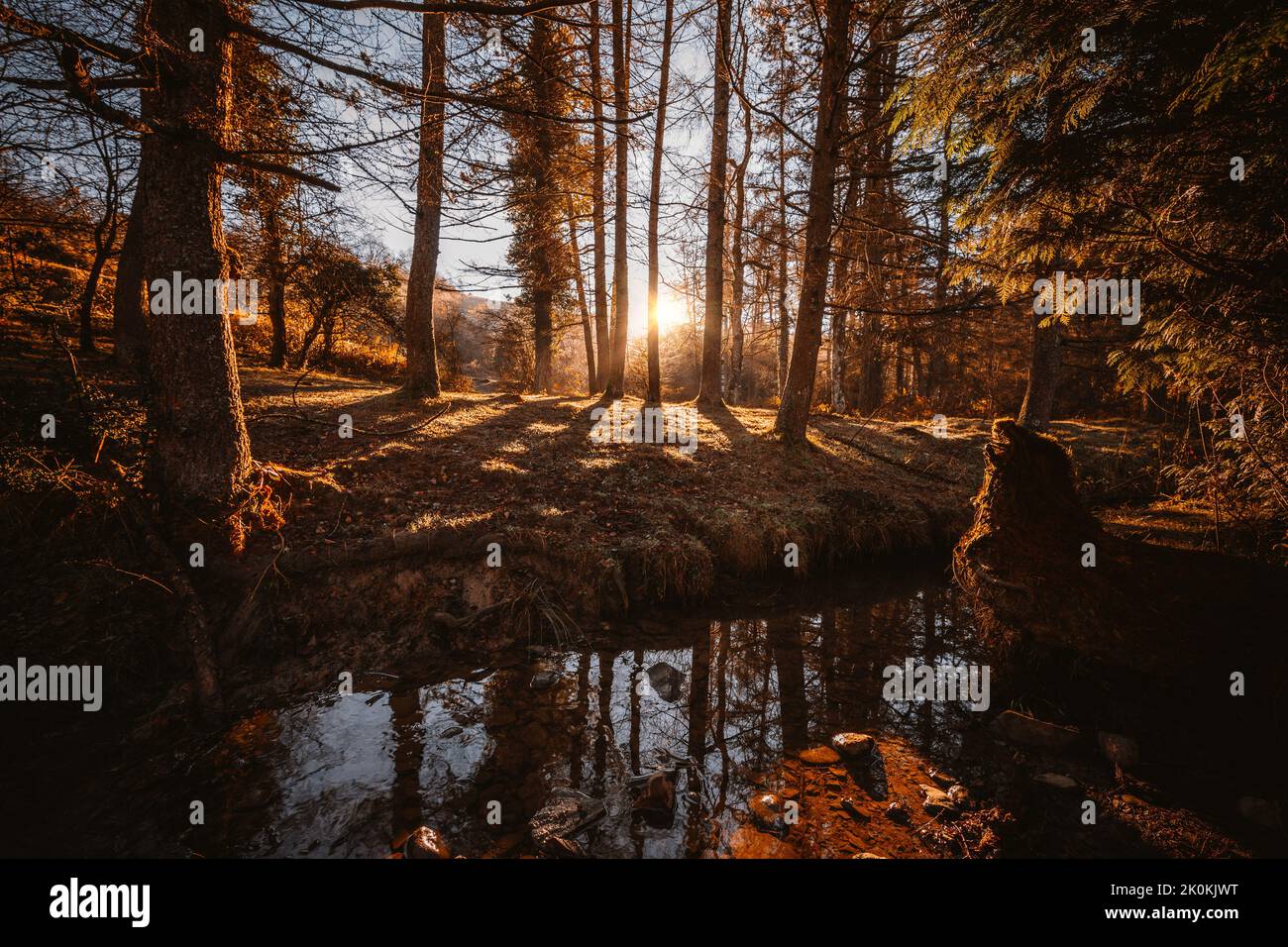 Morning sun in the forest hi-res stock photography and images - Alamy