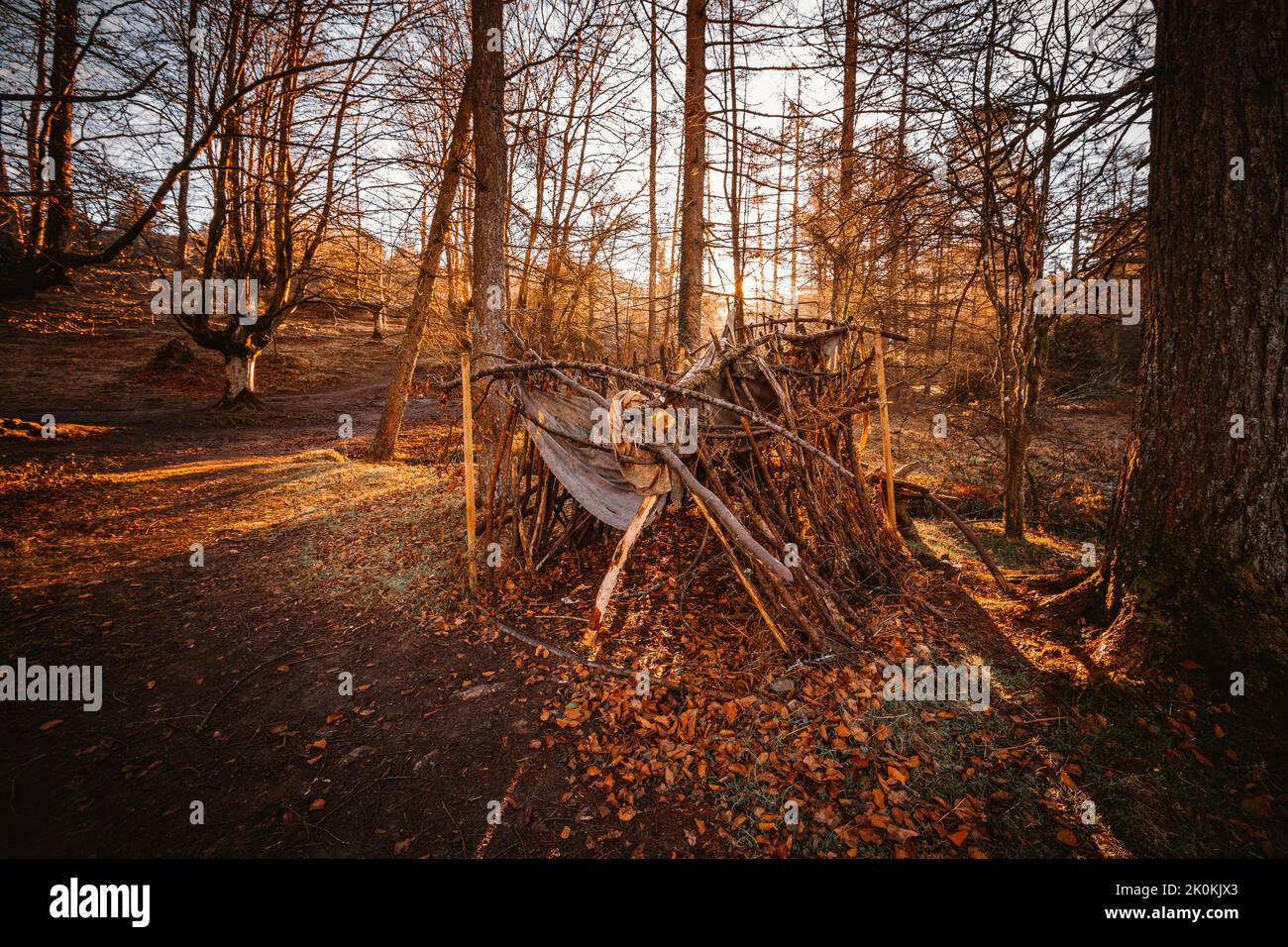 Abandoned cabin in the middle of the forest Stock Photo - Alamy