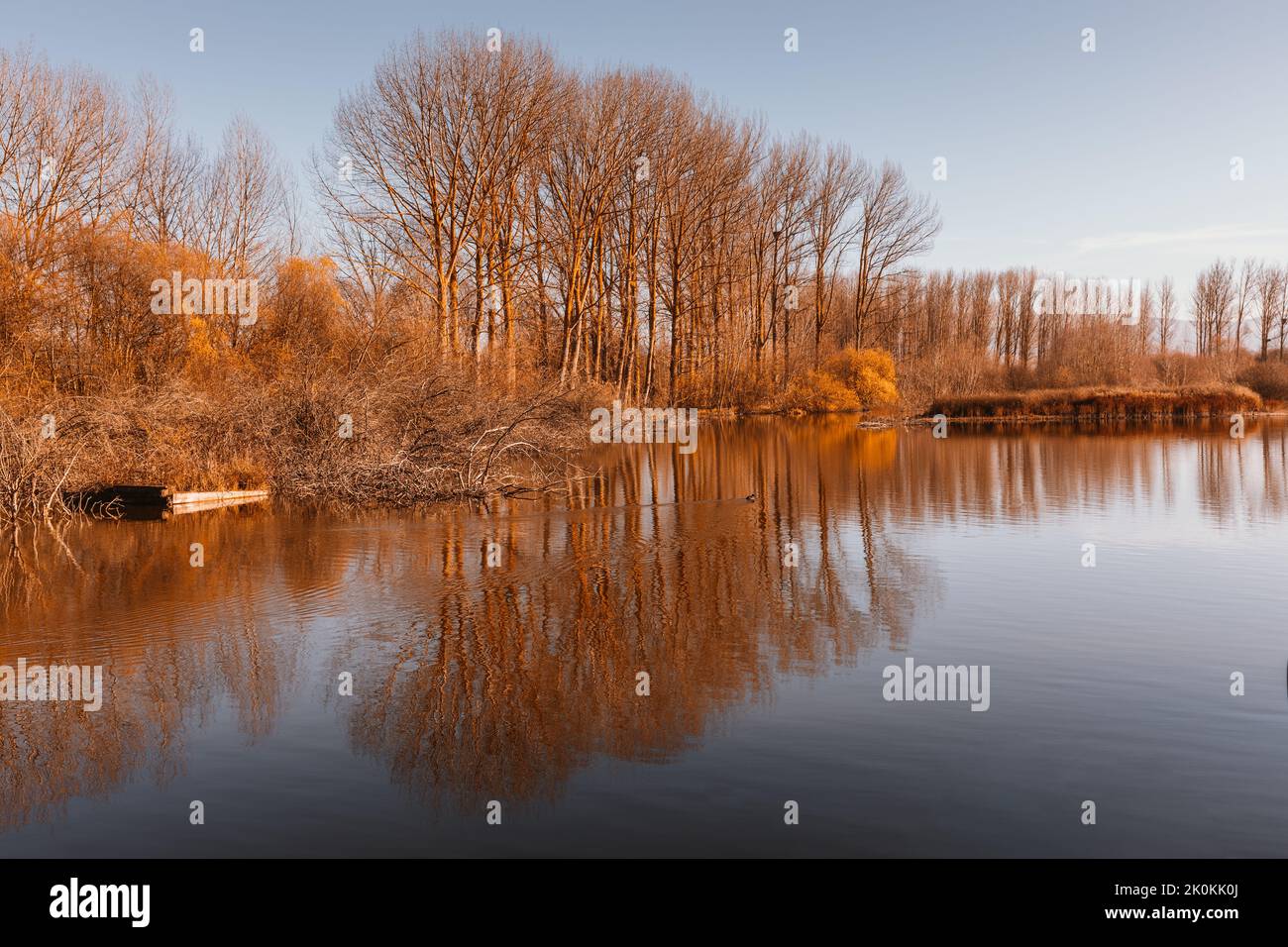 Trees reflecting in the lake Stock Photo - Alamy