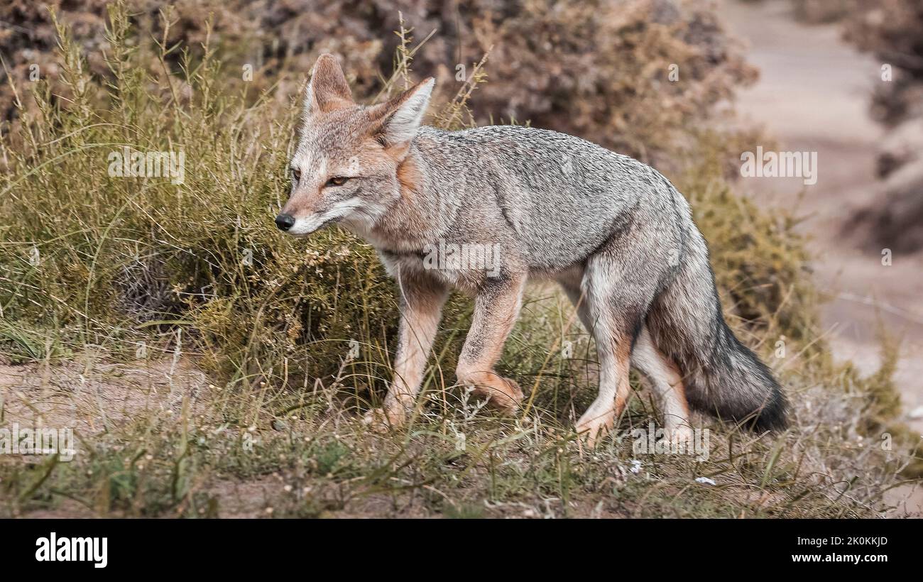 Argentina fox hi-res stock photography and images - Alamy