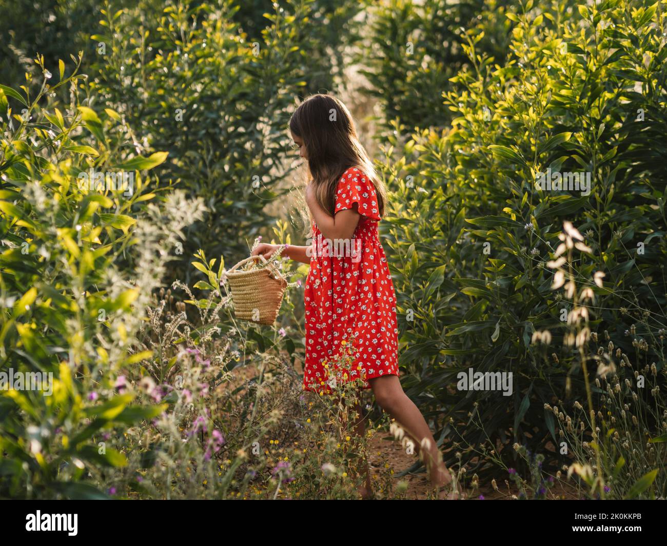 Cute little girl in red dress carrying basket and on lawn in sunny day ...