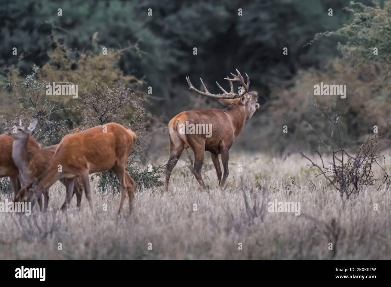 Marsh deer in Pantanal forest environment, Pantanal , Mato Grosso ...