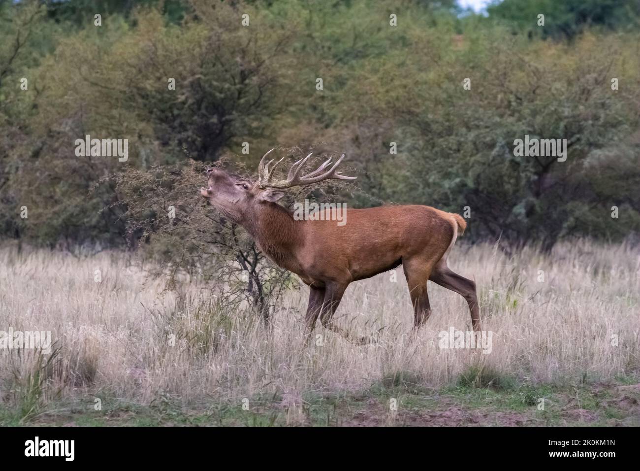 Marsh deer in Pantanal forest environment, Pantanal , Mato Grosso ...
