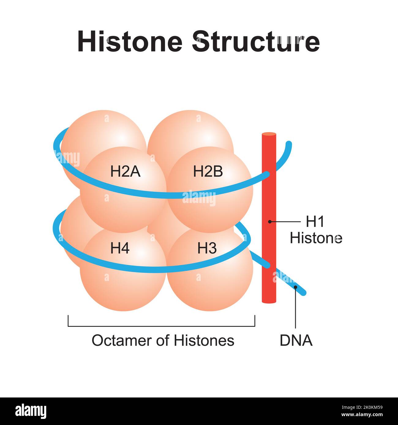 Scientific Designing of Histone Structure. Colorful Symbols. Vector ... Scientific Designing of Histone Structure. Colorful Symbols. Vector ...