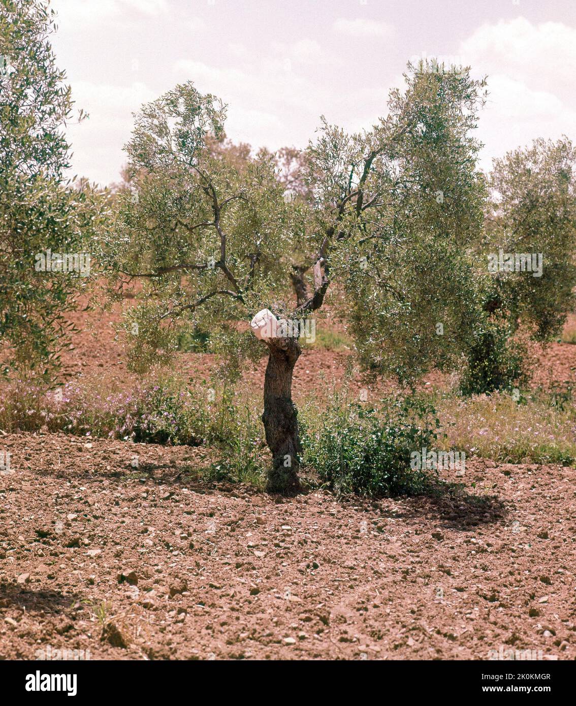 Grafting olive tree hi-res stock photography and images - Alamy