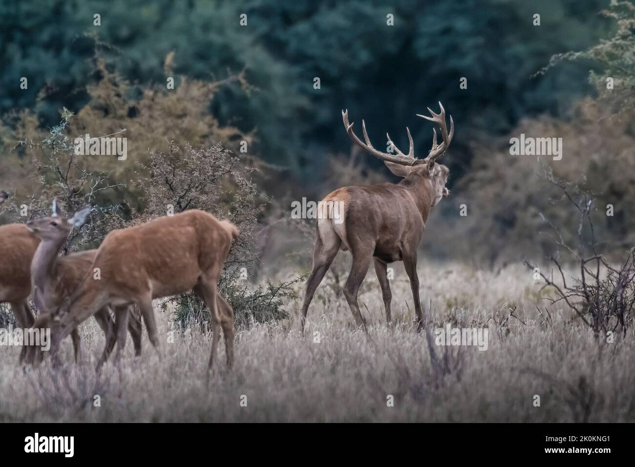 Marsh deer in Pantanal forest environment, Pantanal , Mato Grosso ...