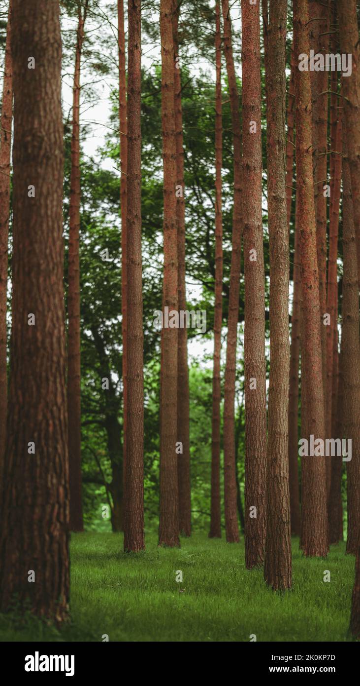 A vertical of tree trunks in a dense forest Stock Photo - Alamy