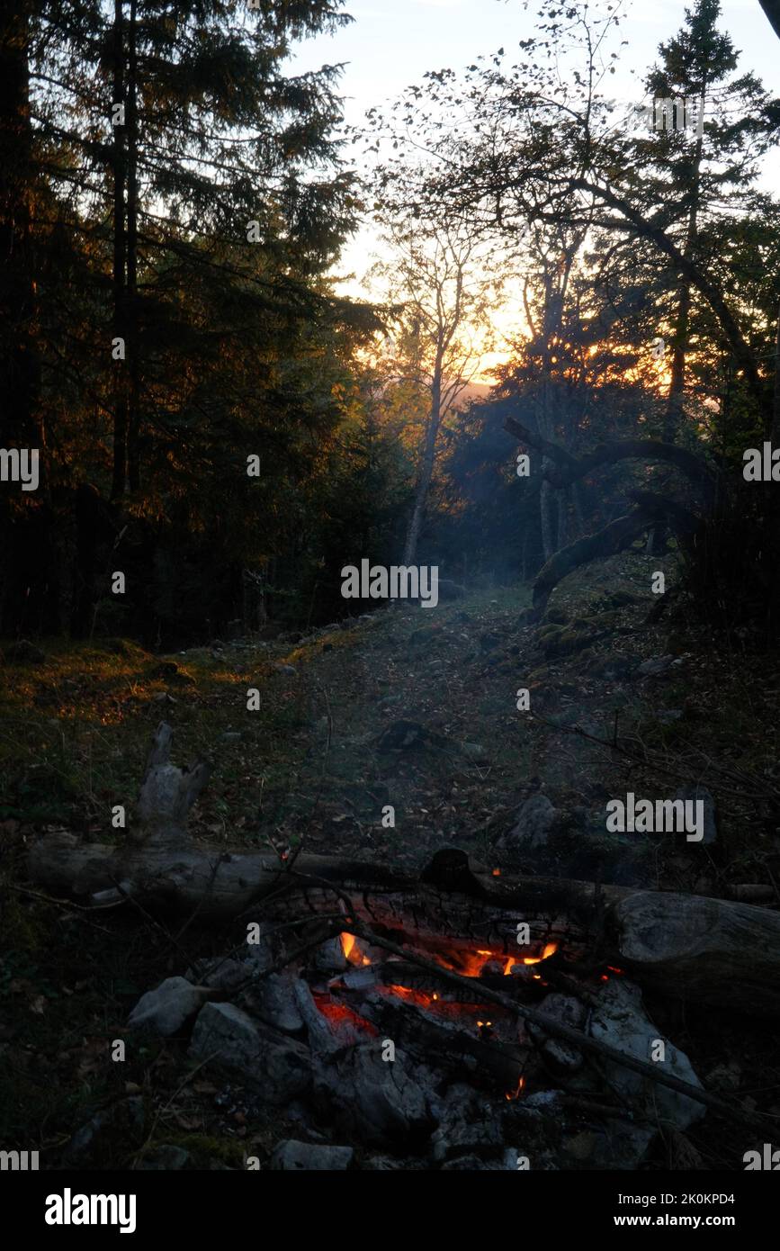 Campfire in the Forest Stock Photo - Alamy