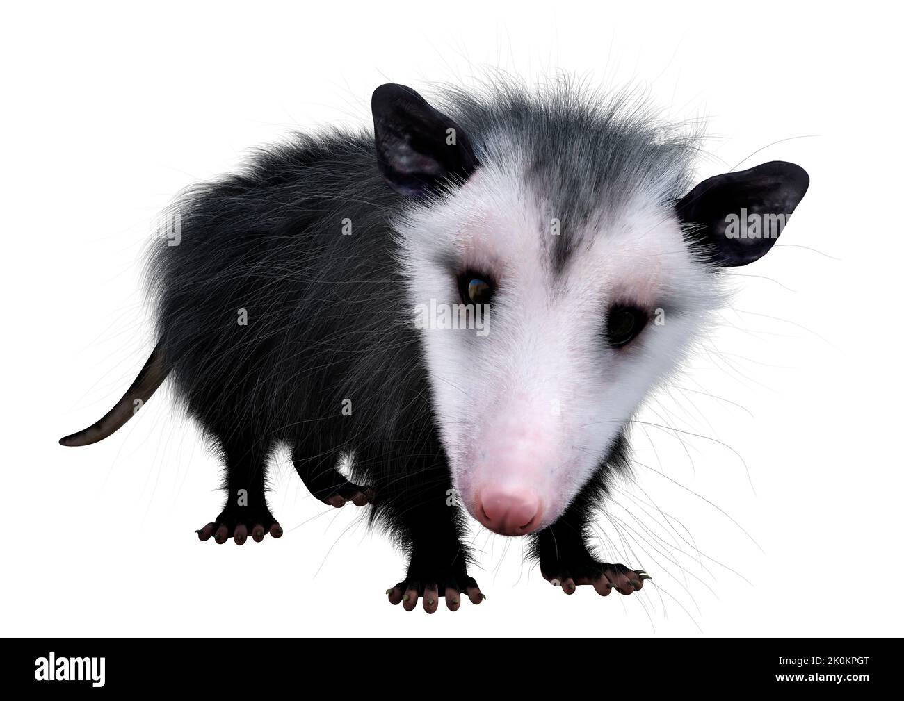 3D rendering of an opossum animal isolated on white background Stock ...