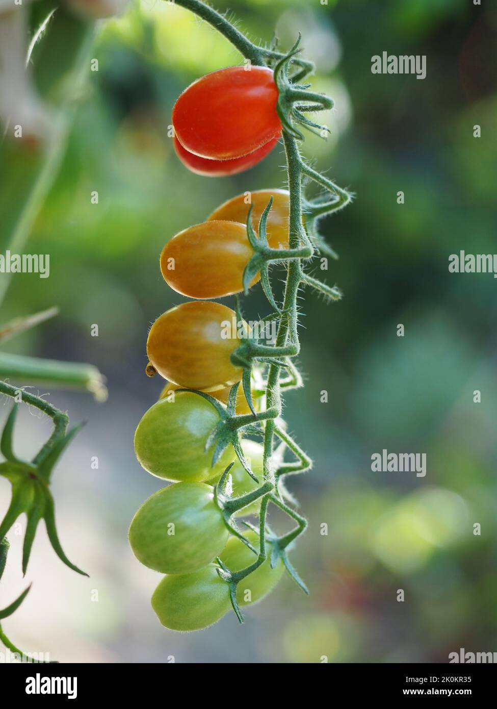 Sustainabililty hi-res stock photography and images - Alamy