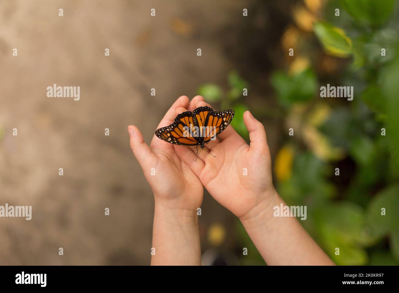 Young girls hands holding a beautiful orange butterfly Stock Photo - Alamy