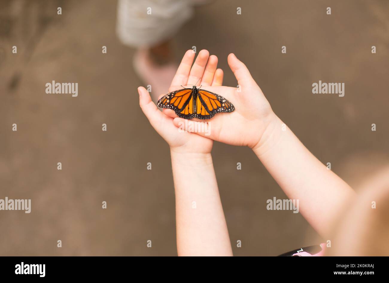 Hands holding a butterfly hi-res stock photography and images - Alamy