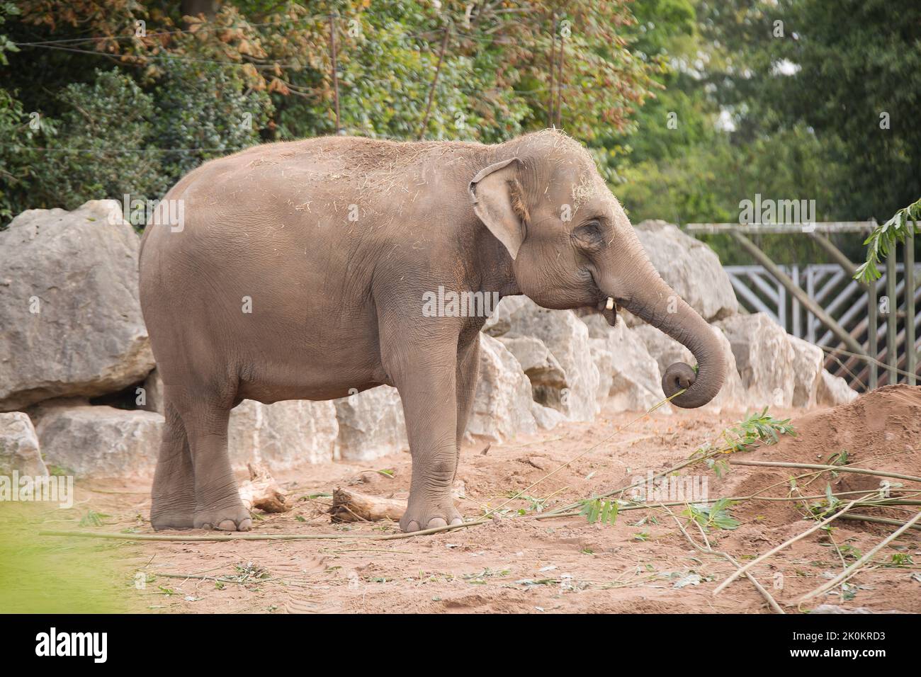 Elephant in the zoo standing still and moving trunk Stock Photo - Alamy