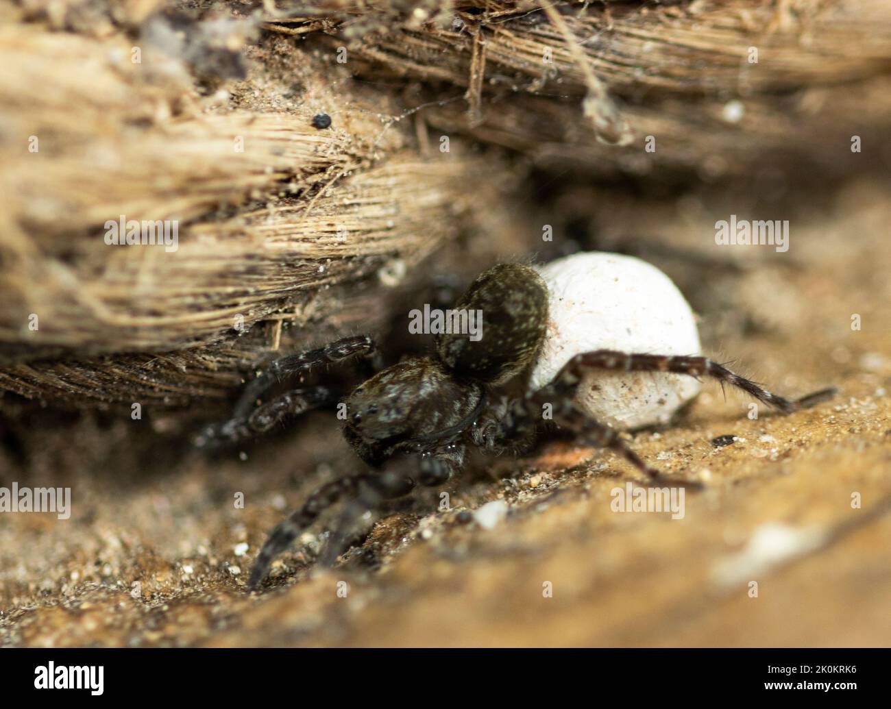 The Wolf Spider is a free roaming terrestrial hunter. They have a ...