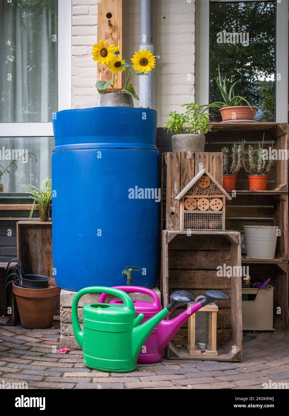 A blue rain barrel with two watering cans in the garden, harvesting ...