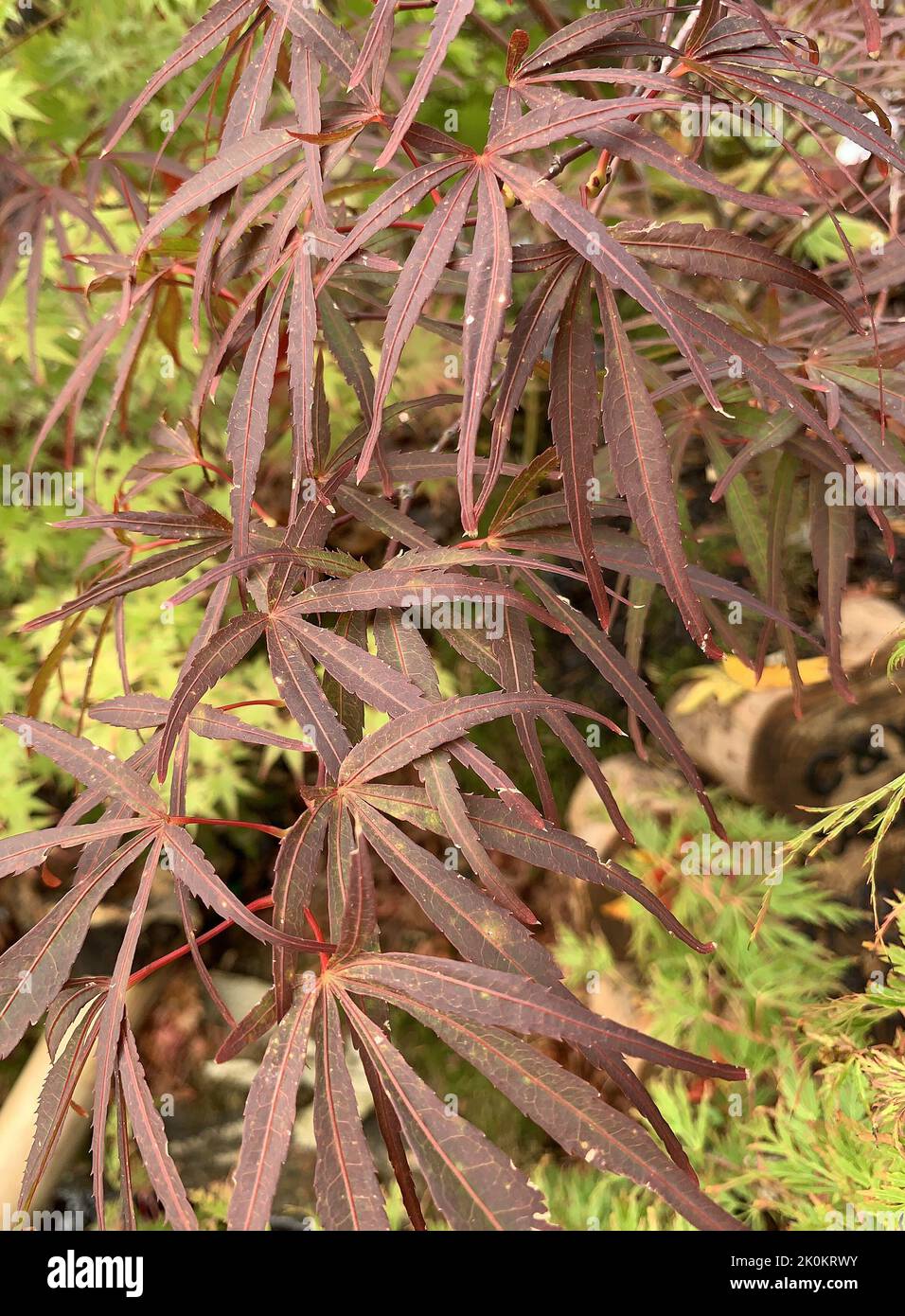 Acer palmatum red cloud hi-res stock photography and images - Alamy
