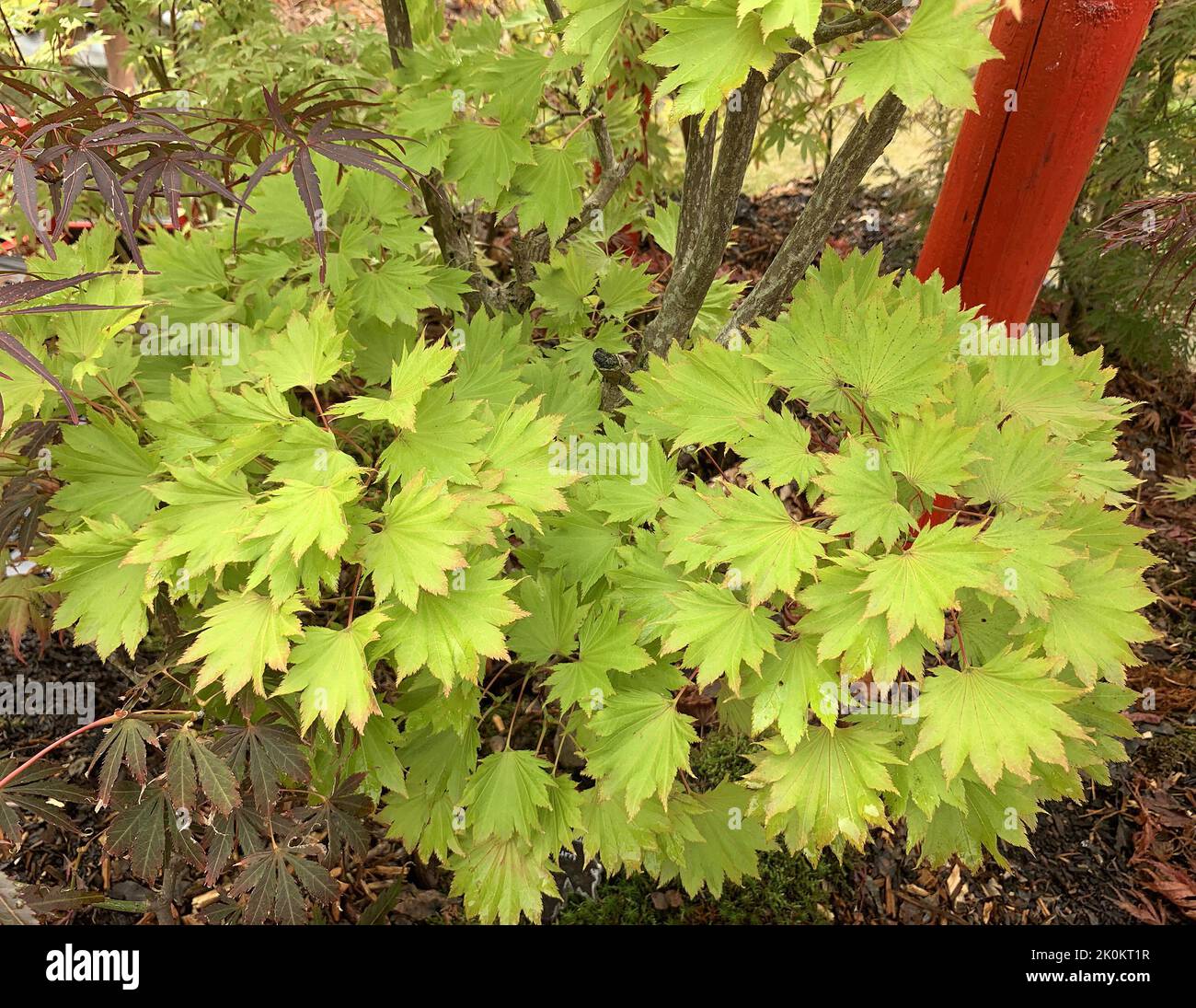 Acer shirasawanum aureum full moon maple hi-res stock photography and ...