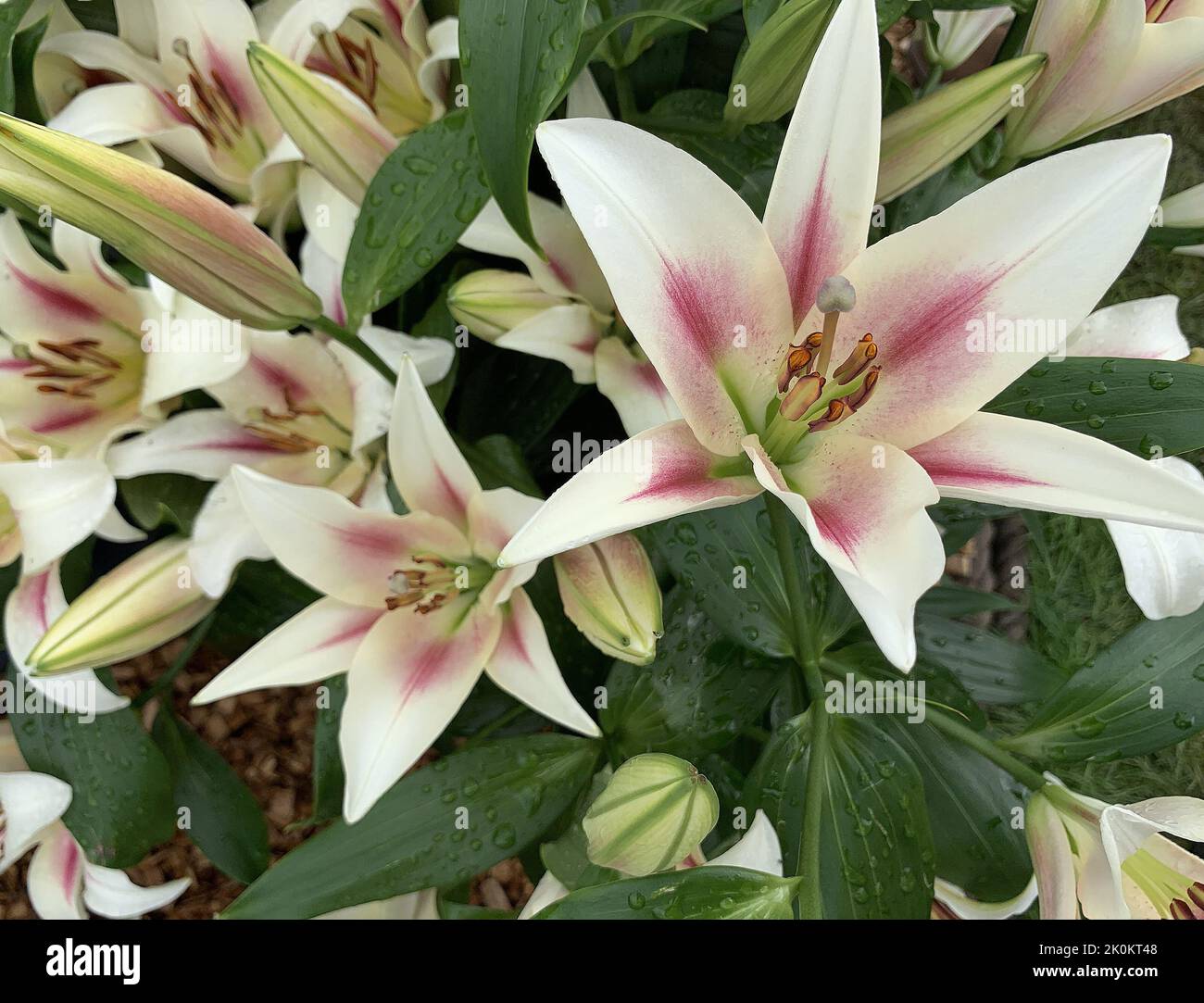 Close up of the white flowering Lily Nymph seen in the garden in the UK ...