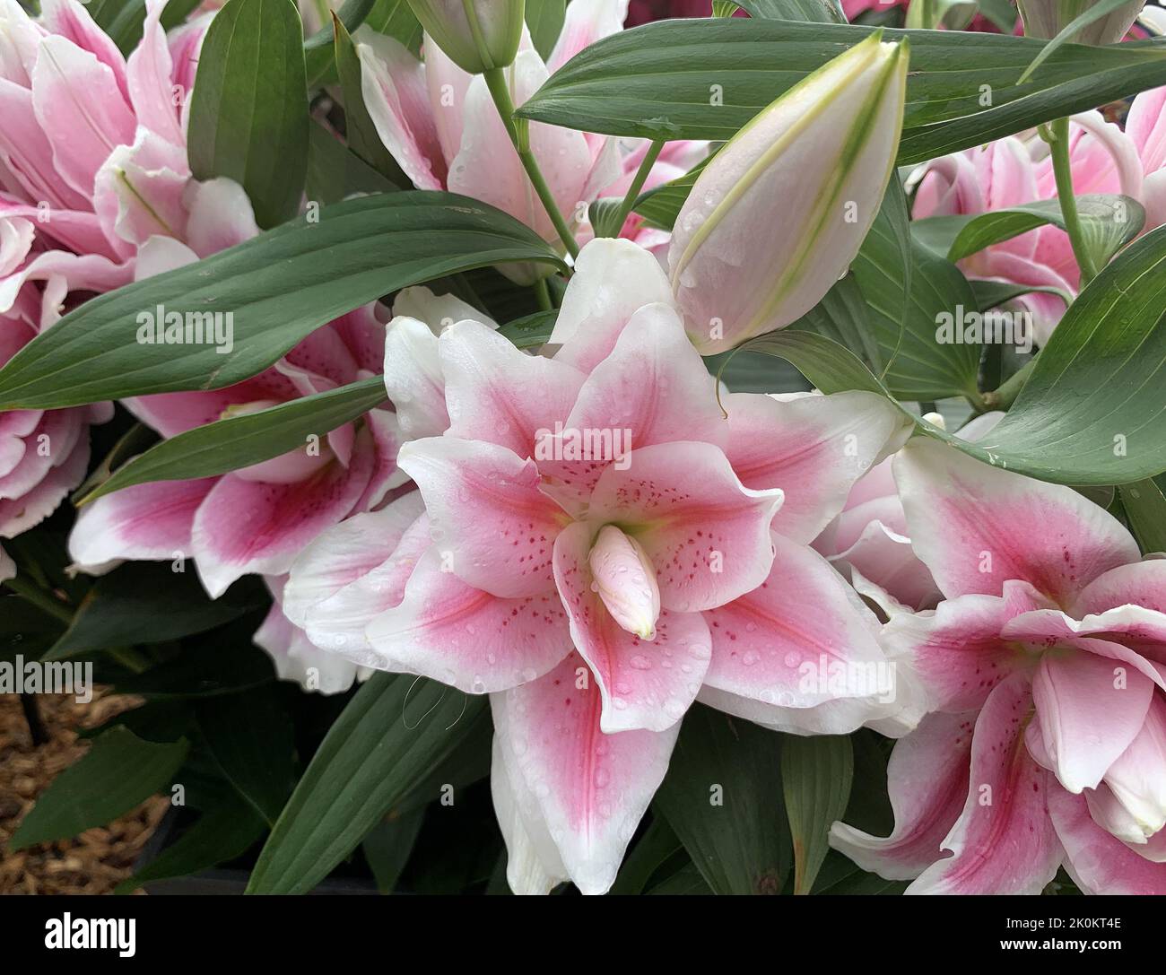 Close up of the pink flowering Lily Mikaela seen in the garden in the ...
