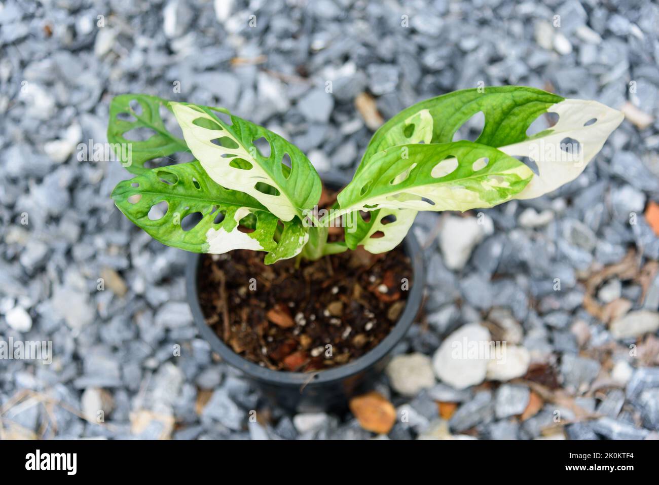 Monstera adansonii albo variegated giant Stock Photo - Alamy