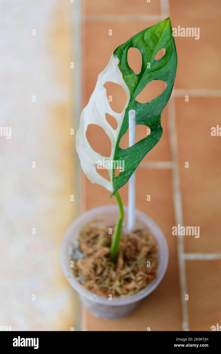 Monstera adansonii albo variegated giant Stock Photo - Alamy