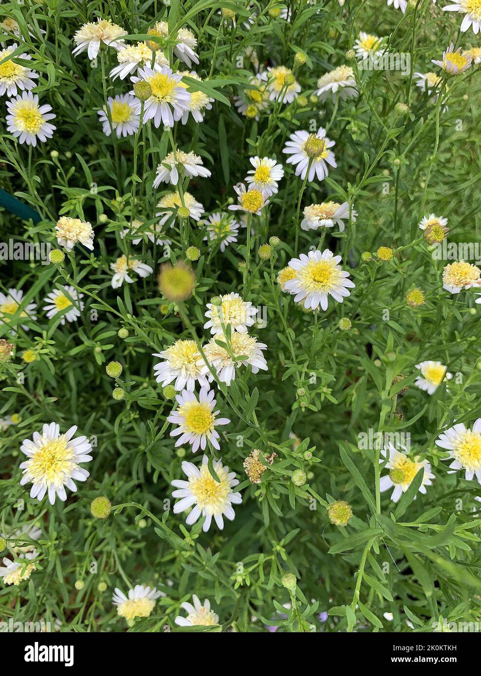 Close up of the perennial garden plant kalimeris hortensis seen ...