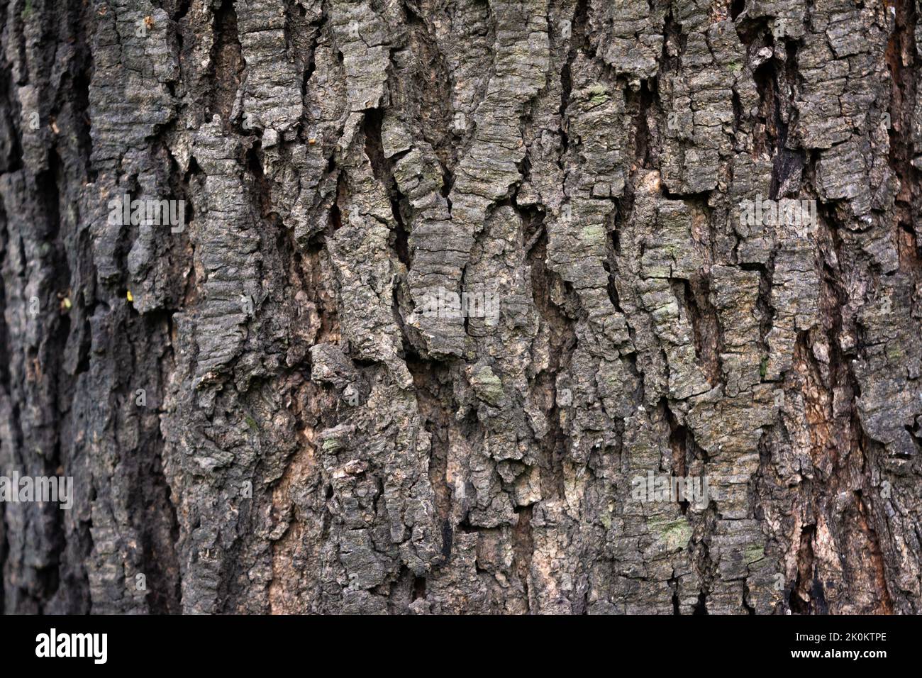 Old Wood Tree Texture Background Pattern. Tree bark Stock Photo - Alamy
