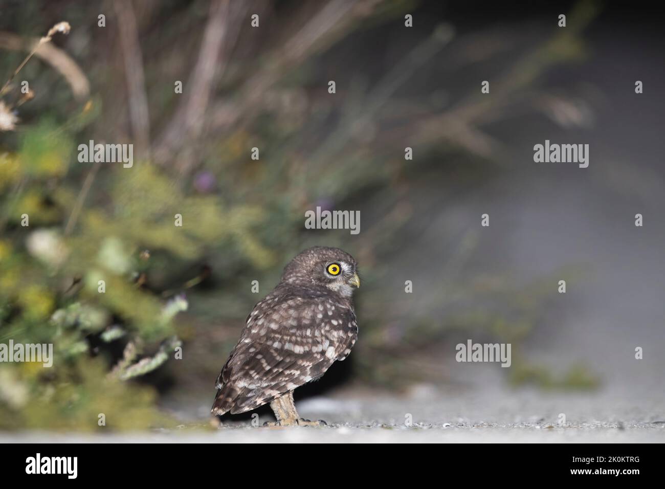 Young Little Owl photographed at night in summer Stock Photo - Alamy