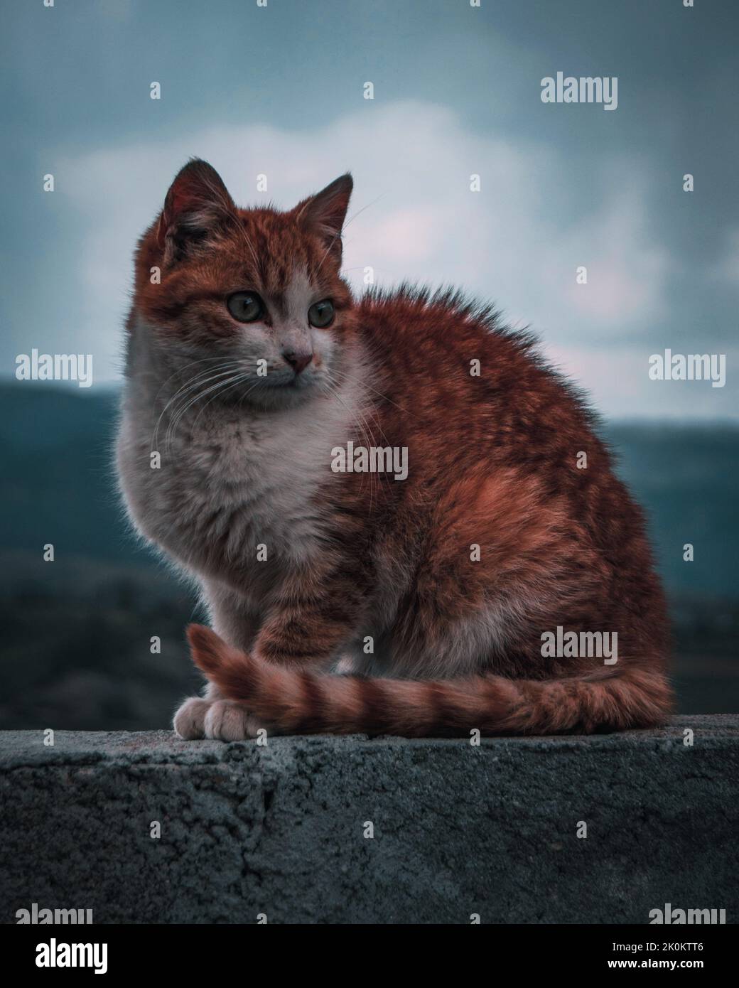 A vertical shot of a Tabby cat on the blurry background Stock Photo - Alamy