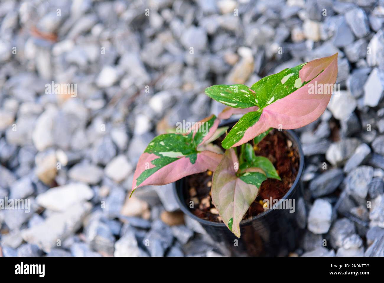 syngonium red spot tricolor in the pot Stock Photo - Alamy