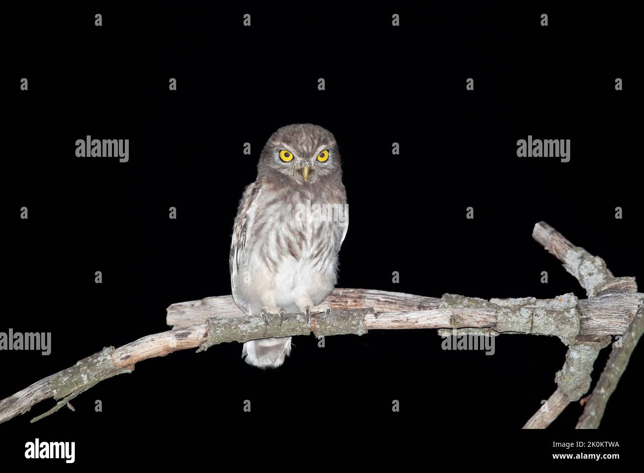 Adorable young bird hi-res stock photography and images - Alamy