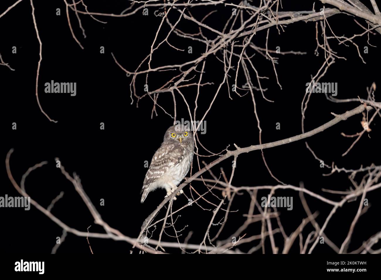 Young Little Owl photographed at night in summer Stock Photo - Alamy