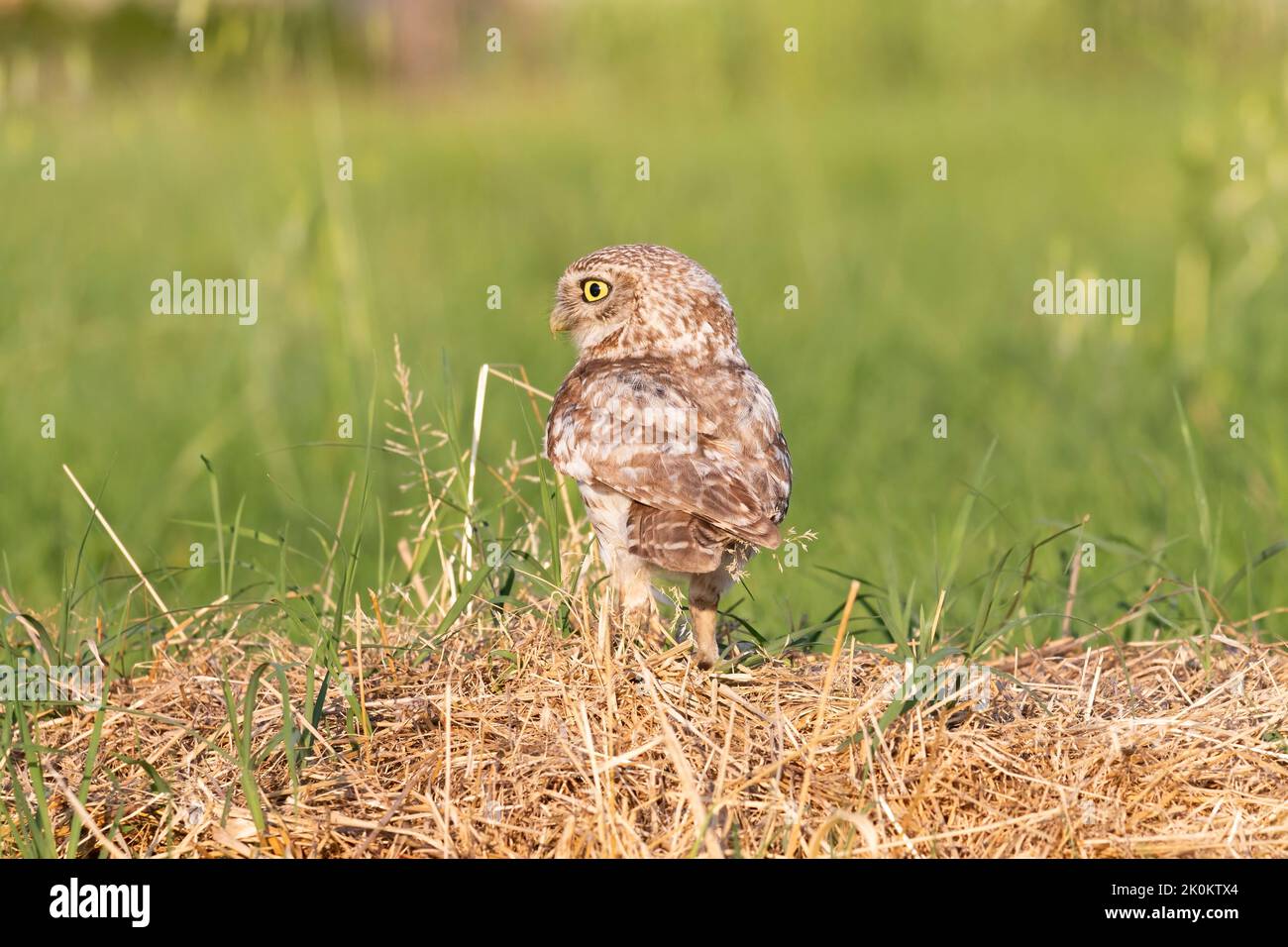 Little Owl hunting in a meadow Stock Photo - Alamy