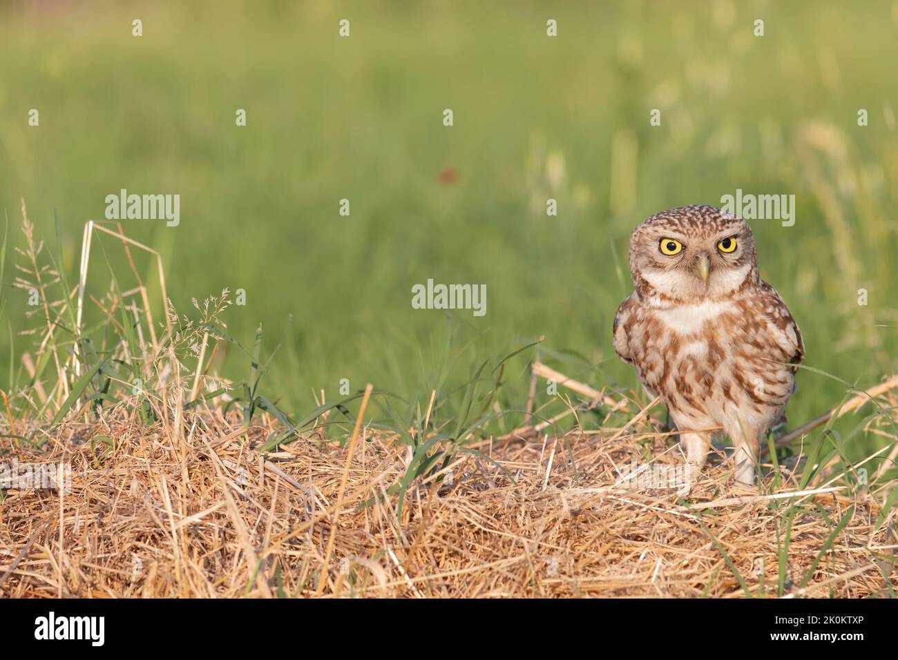 Little Owl hunting in a meadow Stock Photo - Alamy