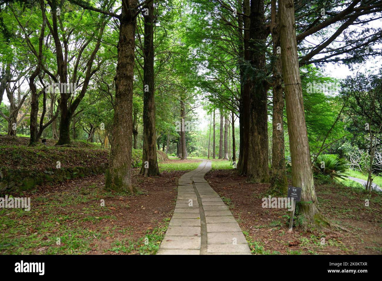 A beautiful view of a park with big trees and path passing through it ...