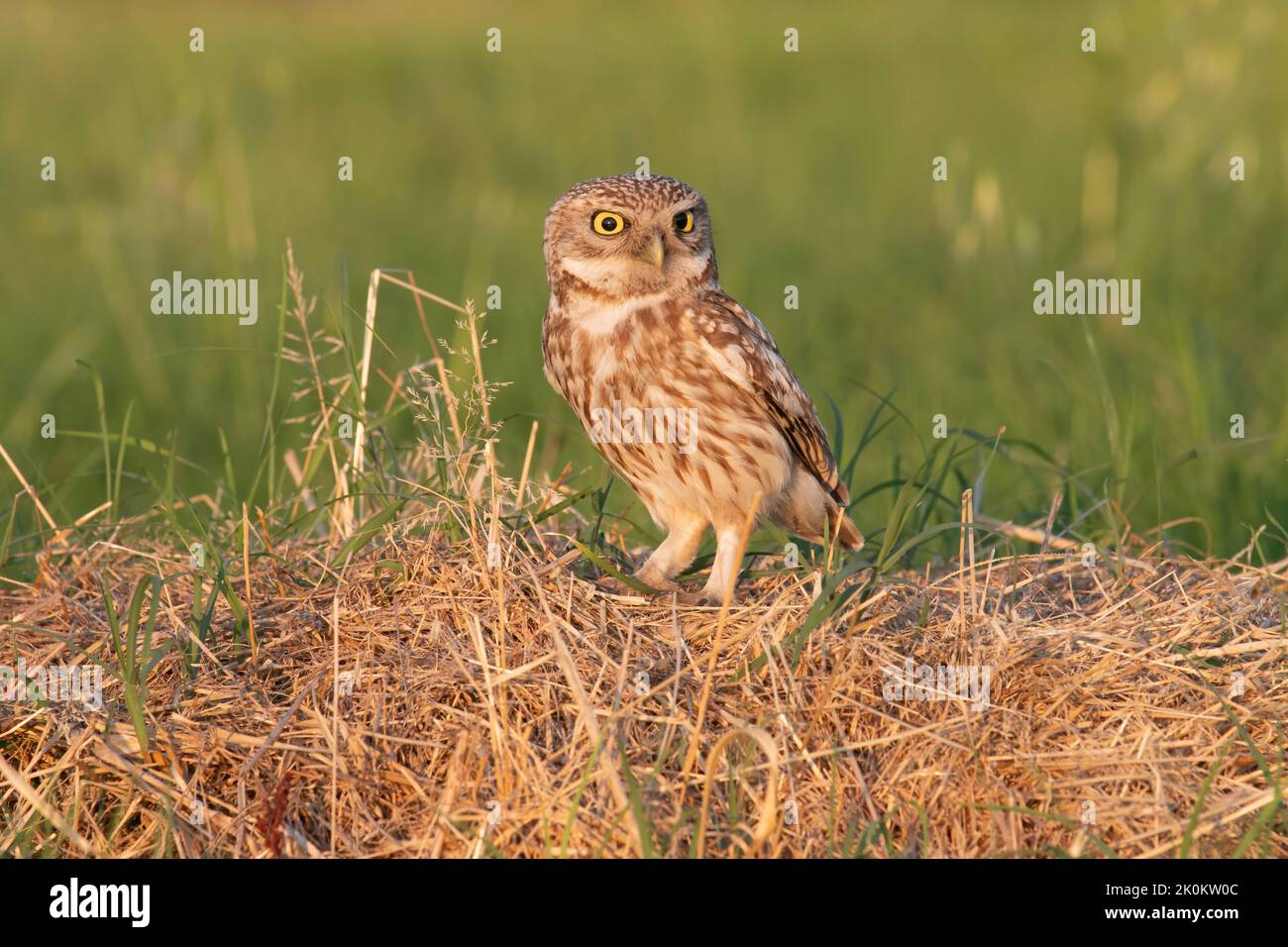 Little Owl hunting in a meadow Stock Photo - Alamy