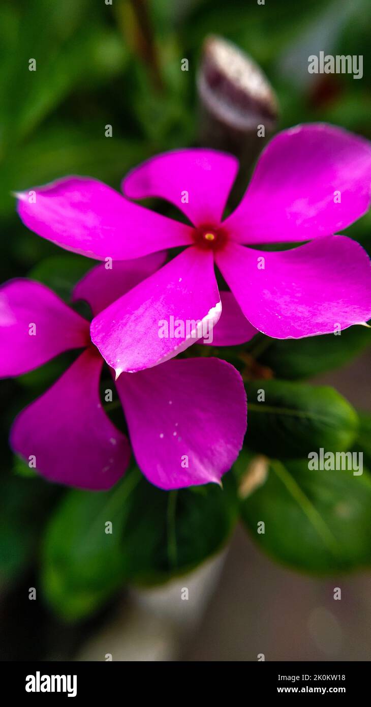 The pink Vinca Flowers in a garden Stock Photo - Alamy
