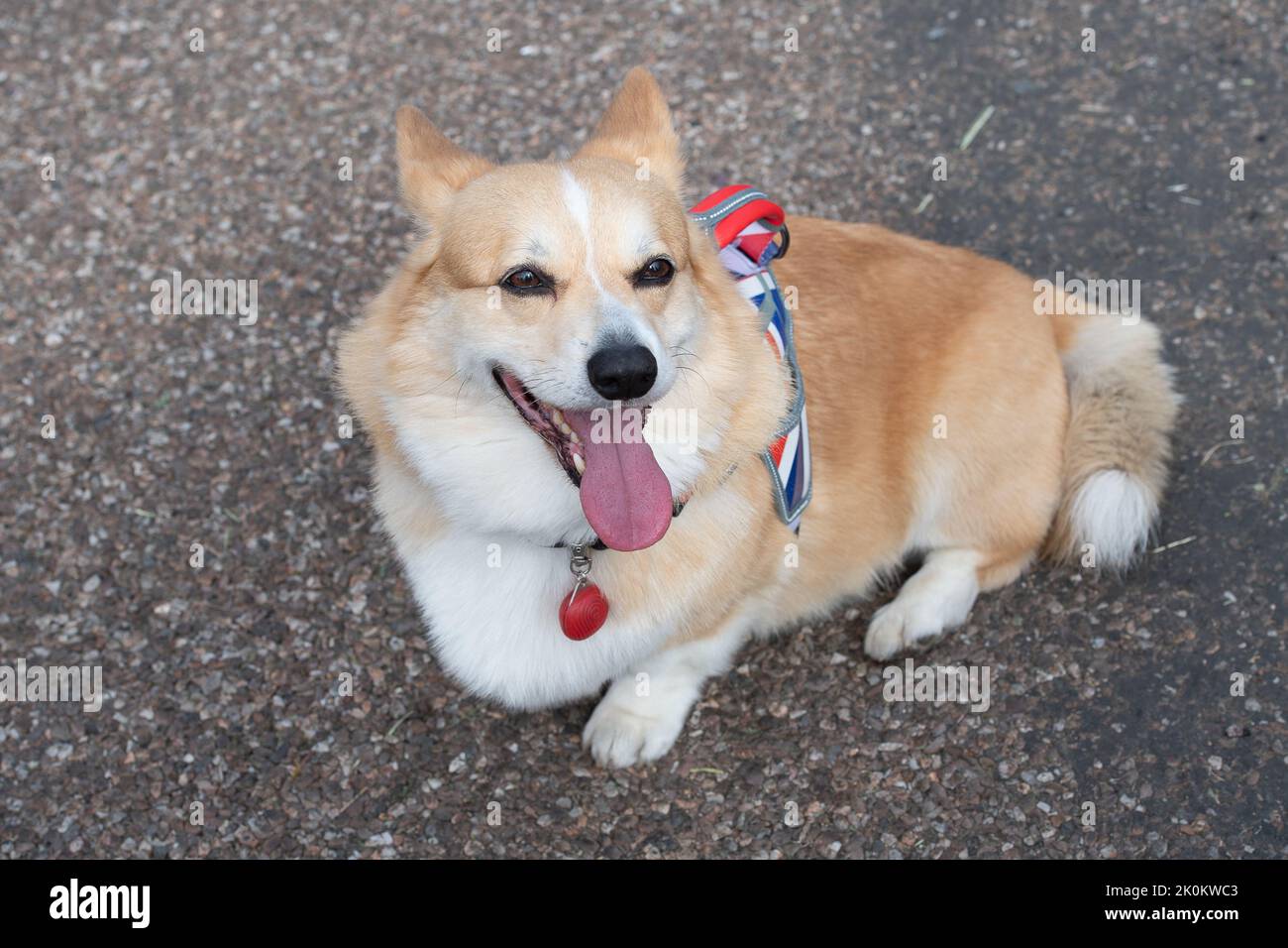 Windsor, Berkshire, UK. 12th September, 2022. A corgi came to have a ...