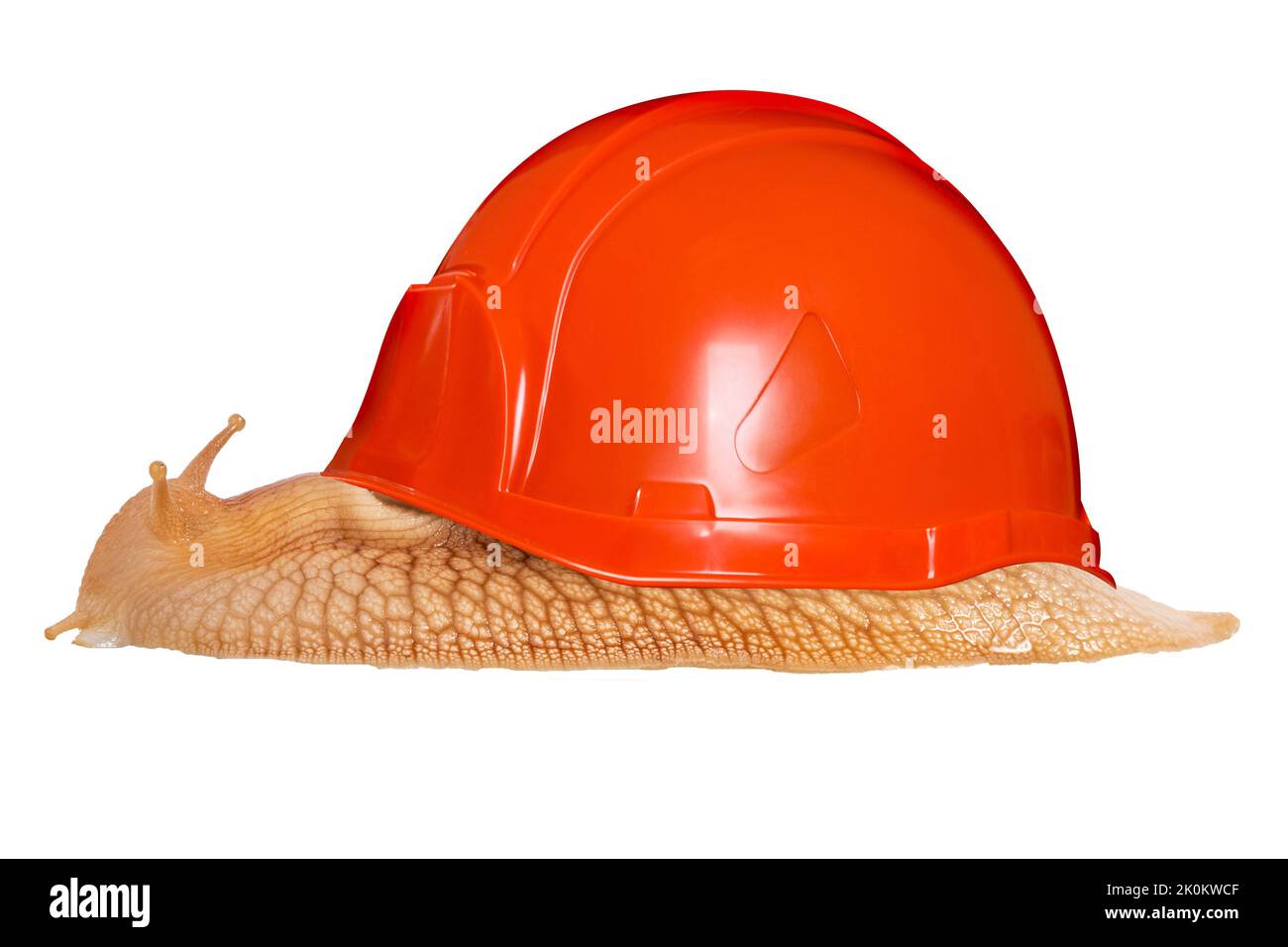 snail with construction helmet isolated on white background Stock Photo ...