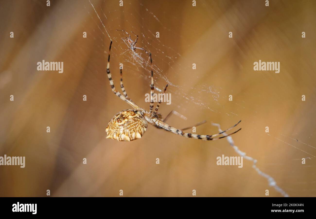 Lobed Argiope, Argiope lobata spider in web, female and male. Spain ...