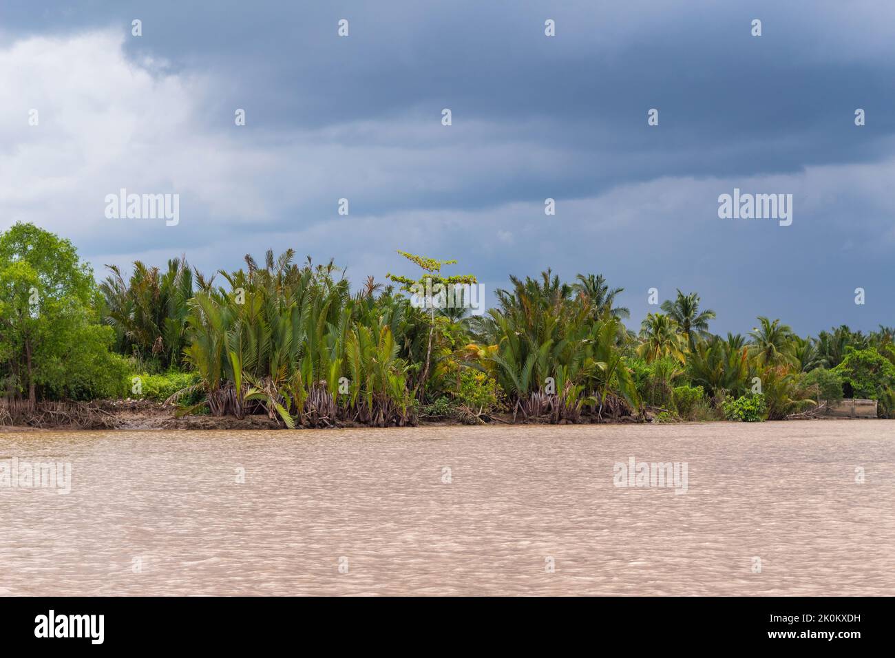 Mangrove trees and palm leaves in delta of Mekong river, Vietnam, Asia ...