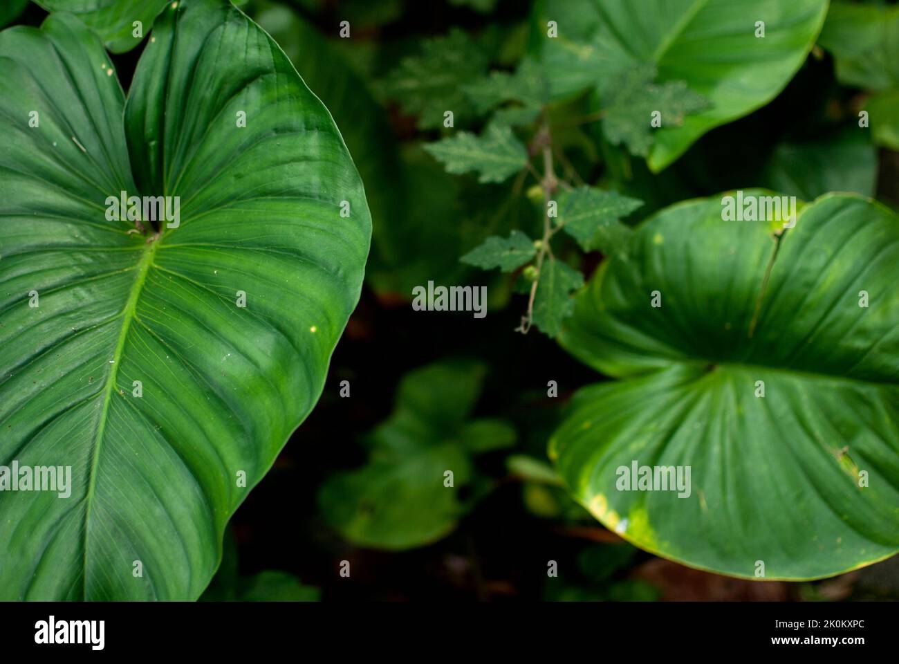 taro leaves grow with other wild plants in tropical forests Stock Photo ...