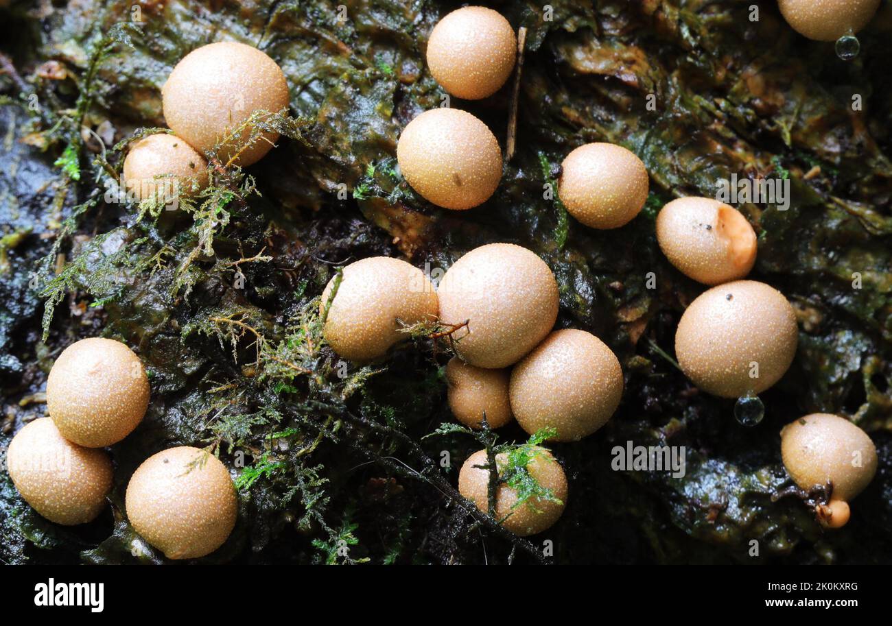 Lycogala epidendrum - wolf's milk slime mold Stock Photo - Alamy