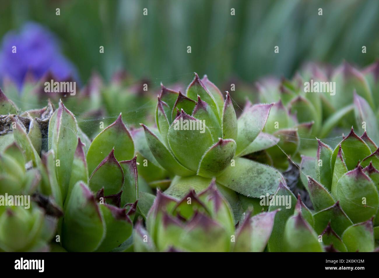 A closeup shot of the cobwebs on green houseleeks plants with blur ...